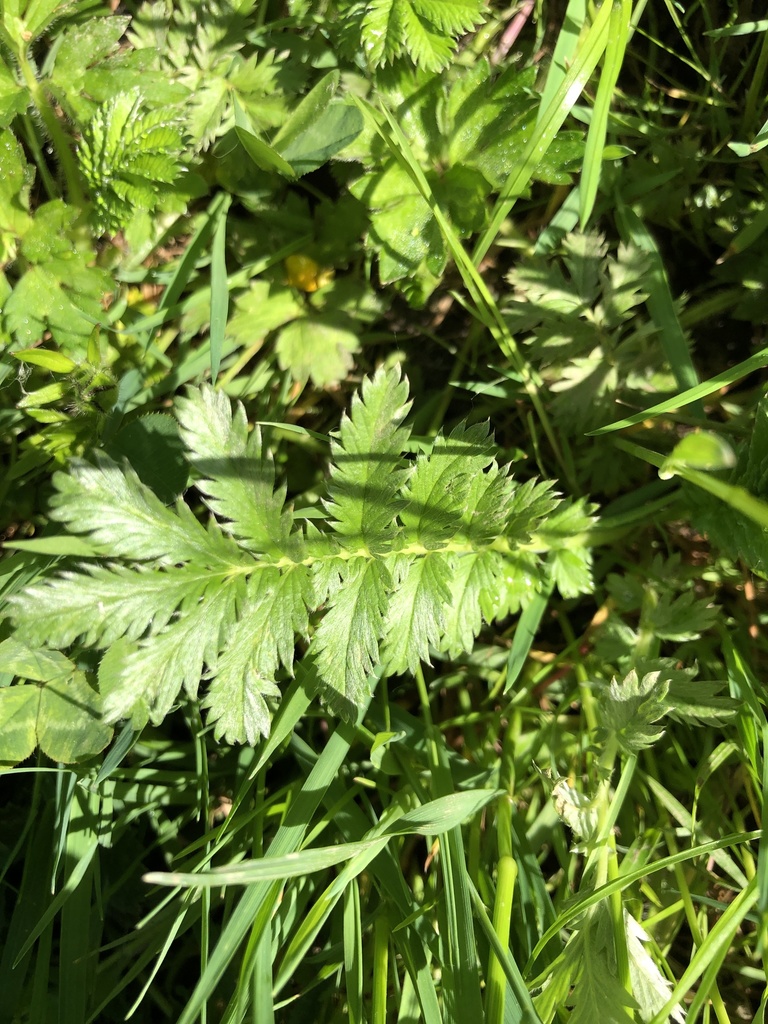 common silverweed from Portfield Lane, Clitheroe, England, GB on June 5 ...