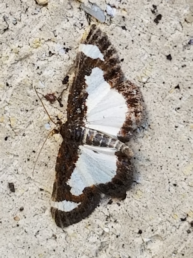 Common Spring Moth from Columbia, MD 21046, USA on June 05, 2021 at 06: ...