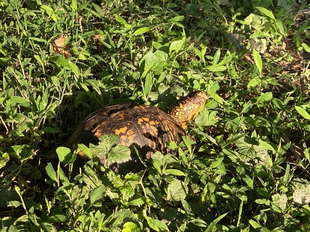 Eastern Box Turtle in June 2021 by ranger1856 · iNaturalist