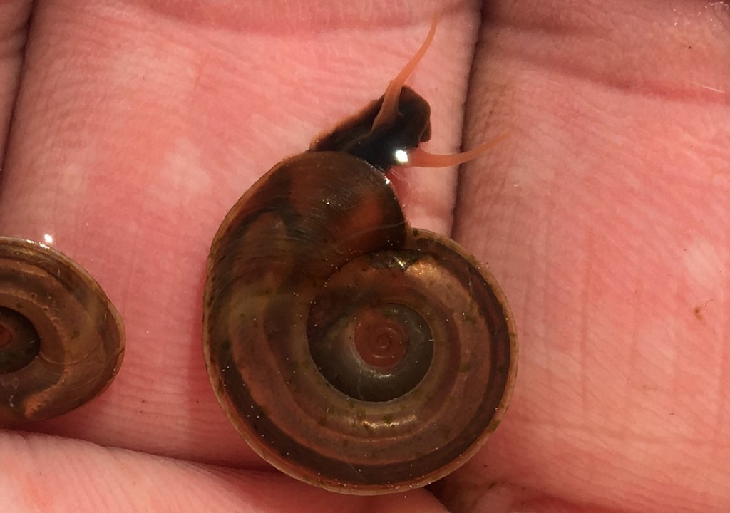 Keeled Ram's-horn from Sariai, Lithuania on June 5, 2021 at 01:23 PM by ...