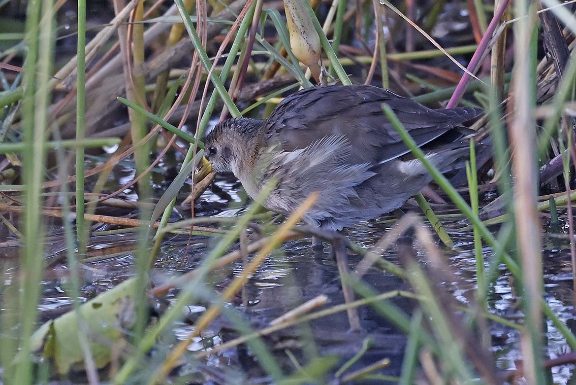 Gallinula angulata Sundevall, 1850