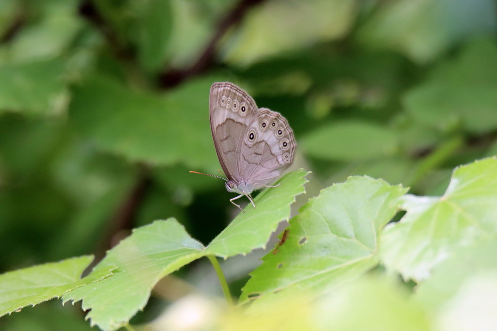 Appalachian Brown from Brecksville, OH 44141, USA on June 04, 2021 at ...
