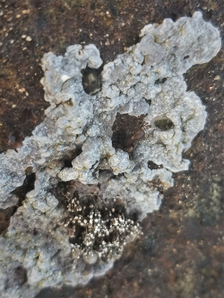 Common Toadskin Lichen from Mendocino County, CA, USA on January 28 ...