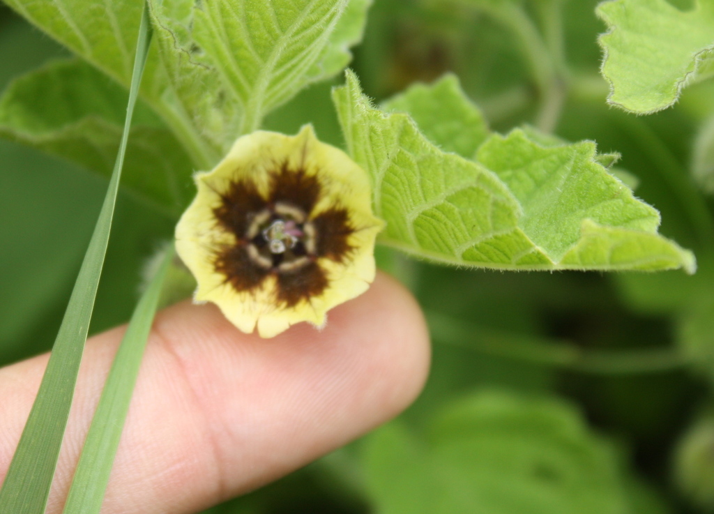 Clammy Ground Cherry (Native Plants of Theodore Roosevelt National Park ...