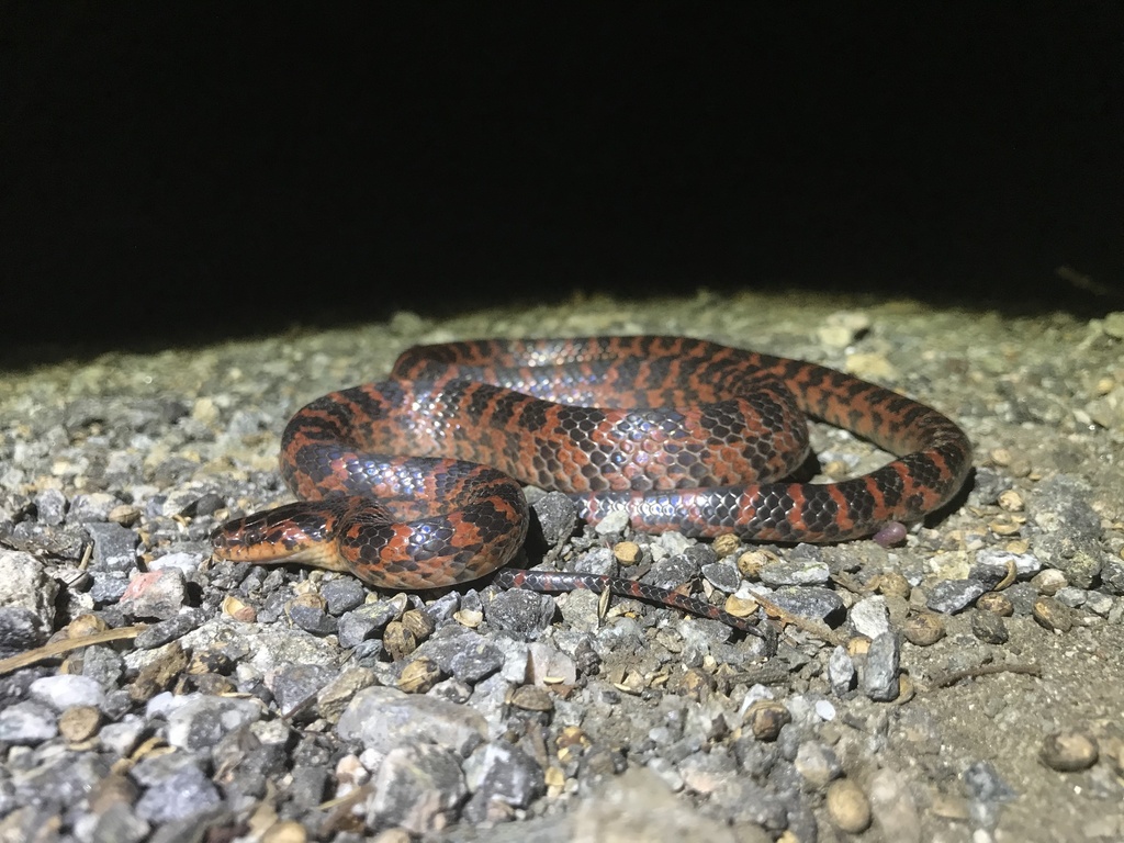 Red-banded Snake from 지암리, 춘천시, 강원도, KR on June 05, 2021 at 08:57 PM by ...