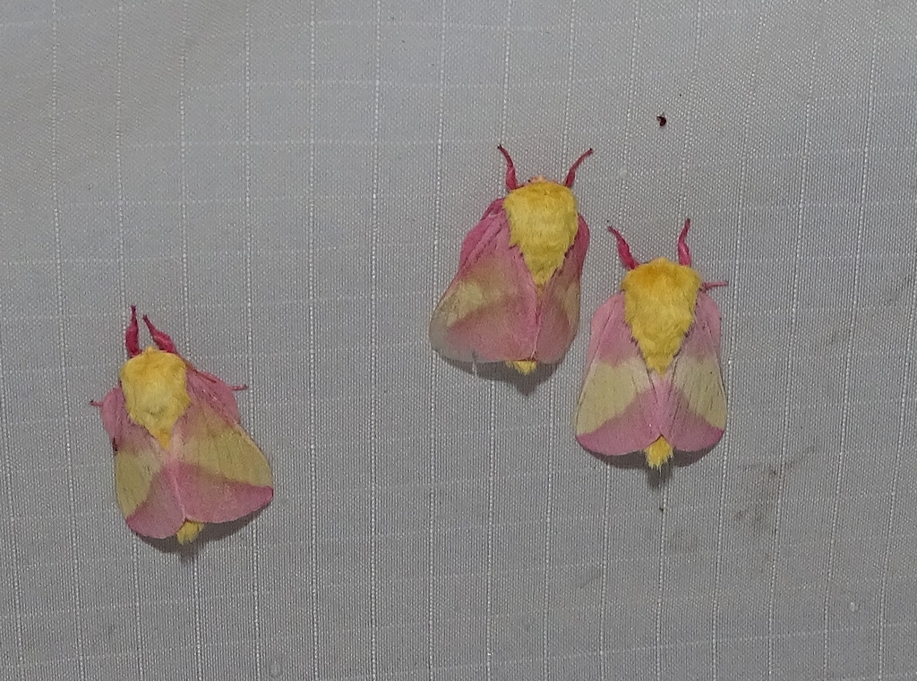 Rosy Maple Moth from Upper Township, NJ, USA on June 04, 2021 at 09:57 ...