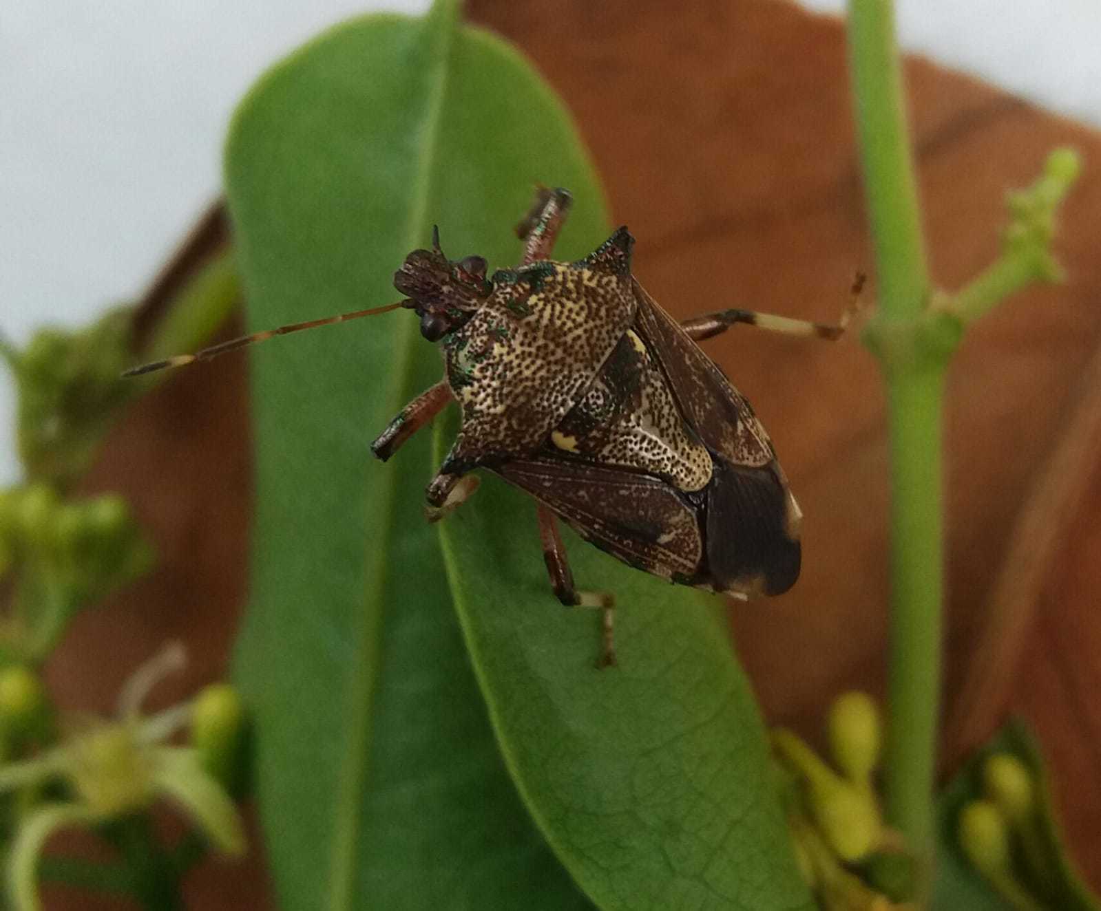 Eocanthecona furcellata (Wolff, 1811)