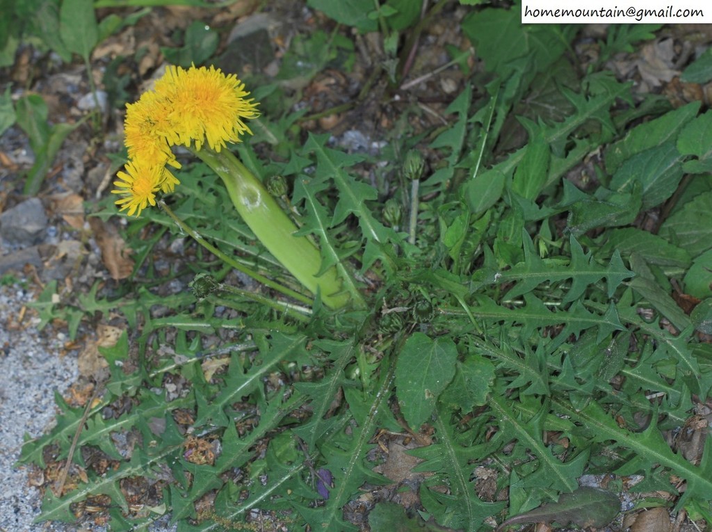 Mongolian Dandelion in May 2021 by Home Mountain · iNaturalist