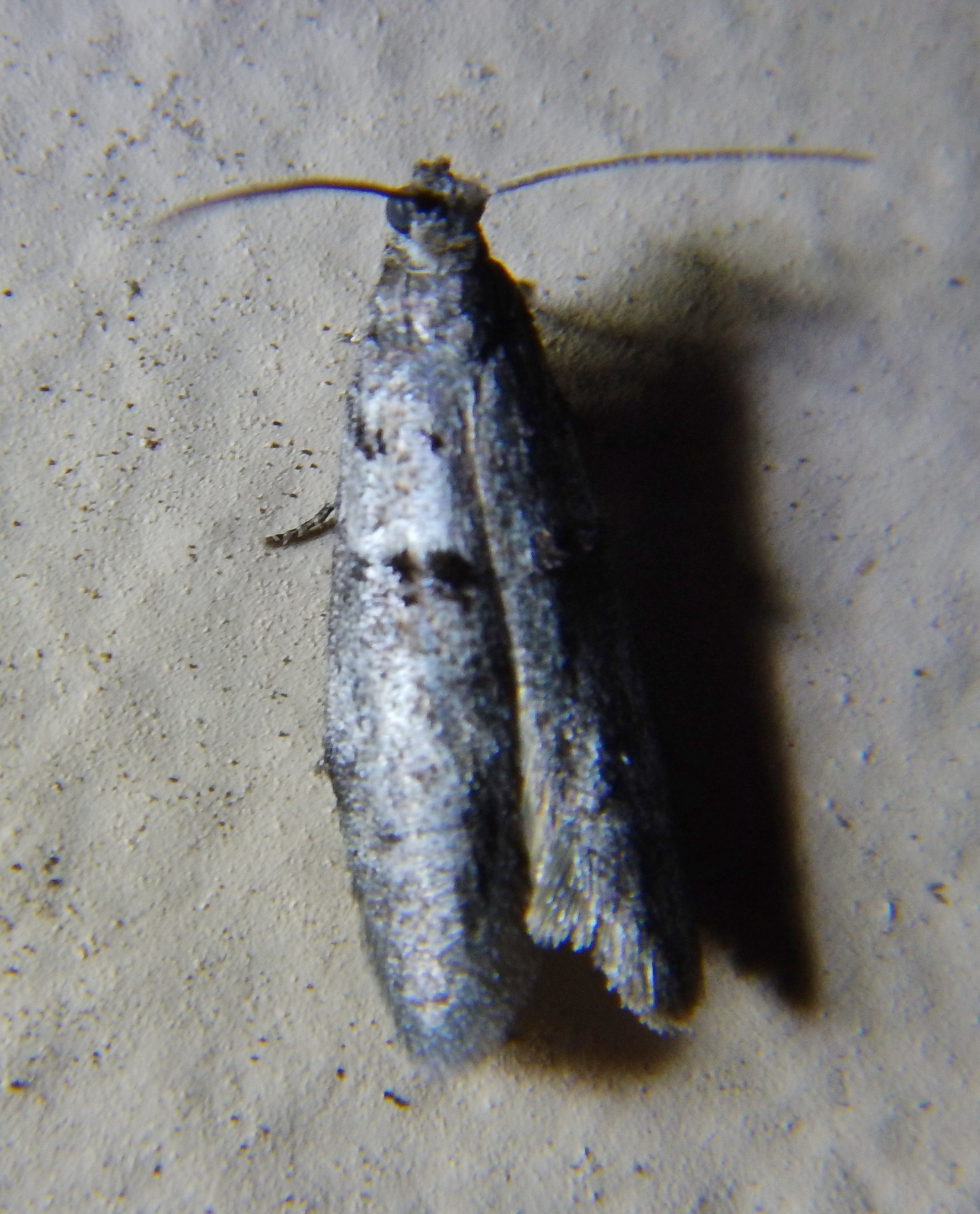 Urodidae