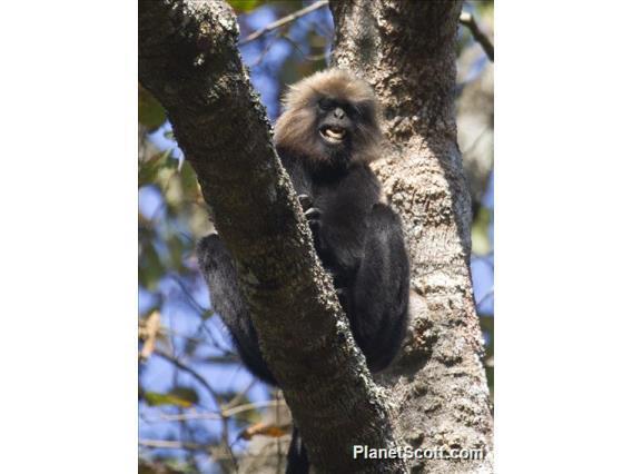Nilgiri Langur (Semnopithecus johnii) - Know Your Mammals