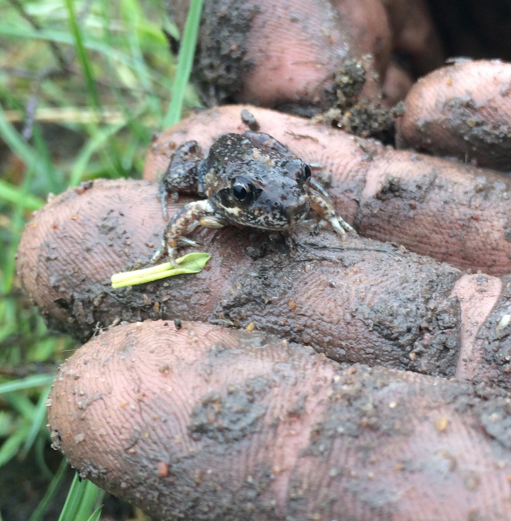 Eastern Banjo Frog from Clarinda, VIC, AU on March 23, 2021 at 10:14 PM ...