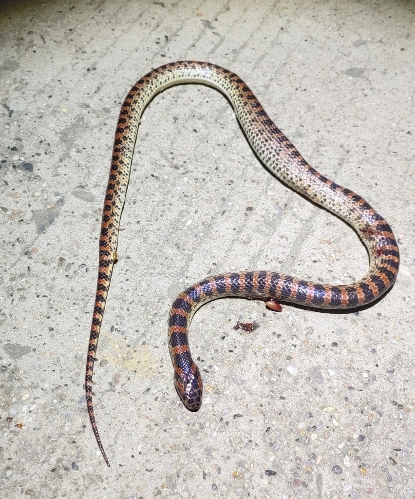 Red-banded Snake from Nanjing, CN-JS, CN on June 5, 2021 at 09:54 PM by ...