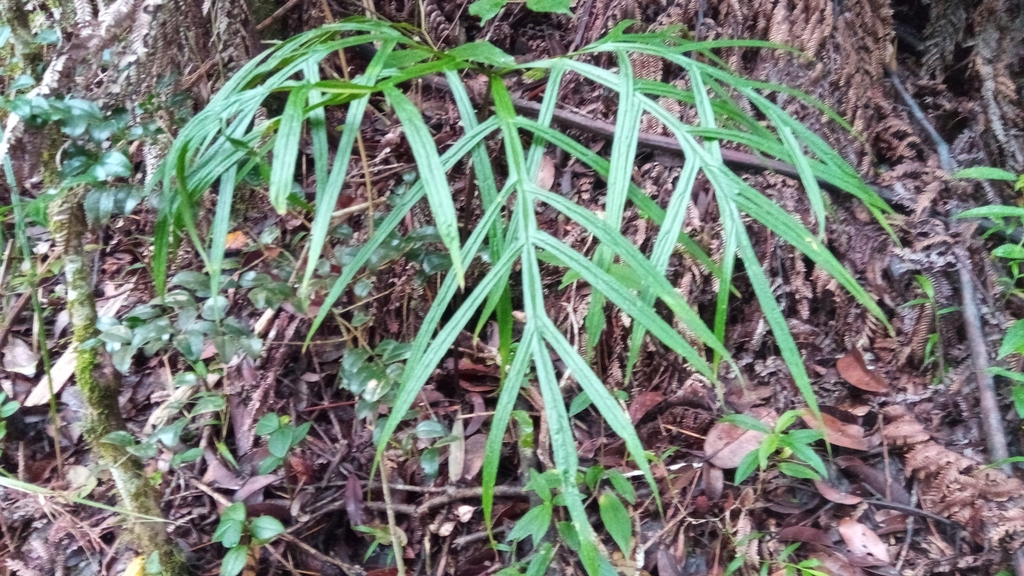 Polynesian Arrowroot from Analamanga, MG-AV, MG on February 1, 2018 at ...