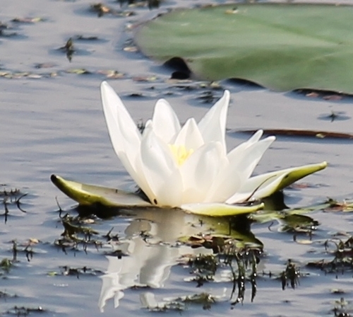 Observations by marnika · iNaturalist