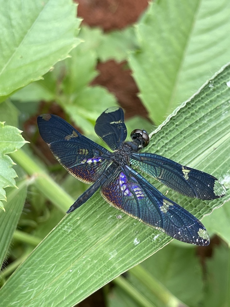 Skylight Flutterer from Centre, CM on June 5, 2021 at 12:17 PM by ...