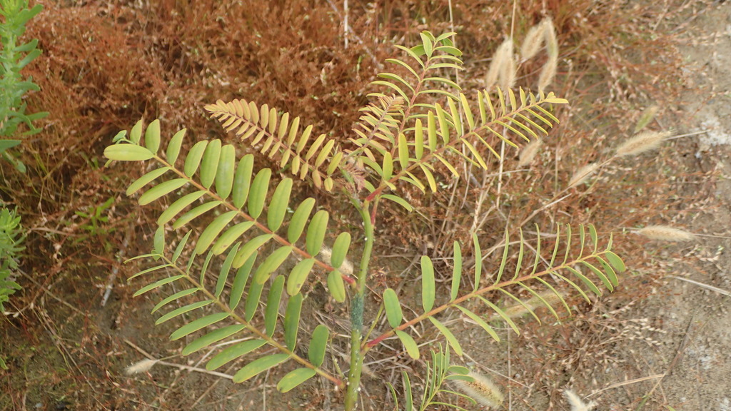 Scarlet Sesbane from Newport Beach, CA, USA on June 5, 2021 at 05:55 AM ...