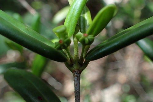 Pyrostria oleifolia · iNaturalist