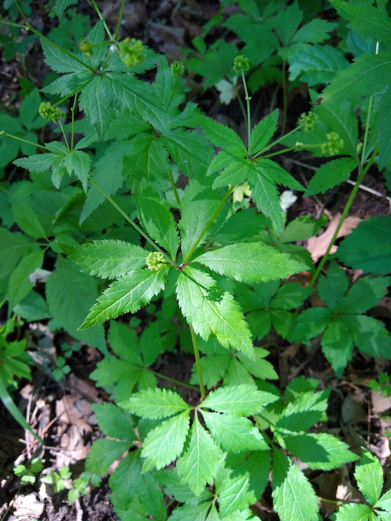 Clustered Sanicle from Overland Park on June 5, 2021 at 10:16 AM by ...