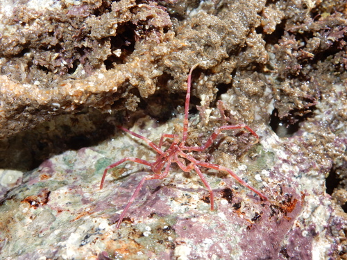 Scarlet Seaspider (Nymphon signatum) · iNaturalist