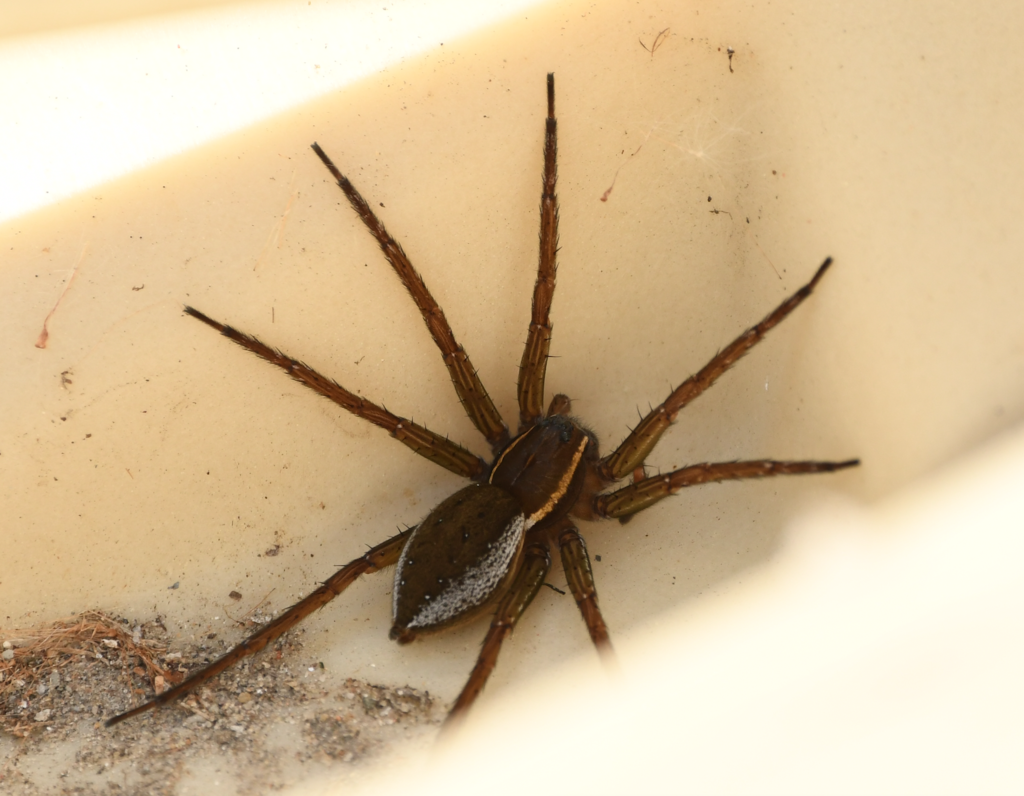 Six-spotted Fishing Spider from Alpena, MI 49707, USA on June 3, 2021 ...