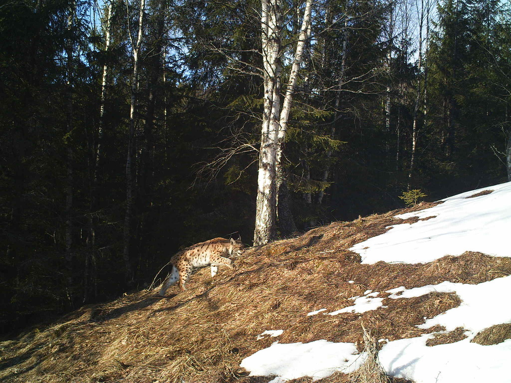 Central European Lynx from Valea Ierii, Romania on April 1, 2013 at 06: ...
