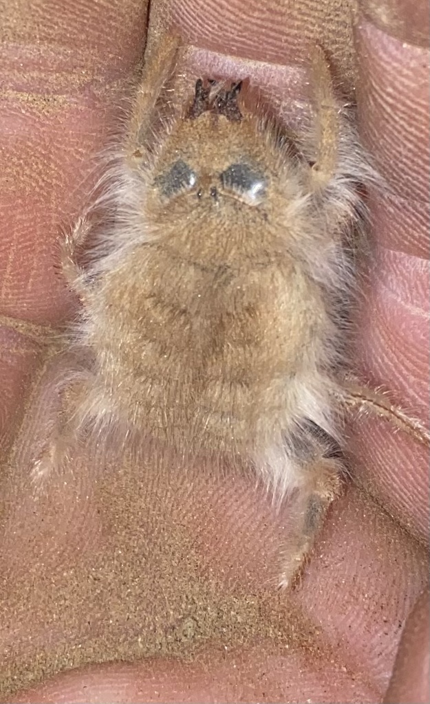 Teddybear Solifuges from Kunene, NA on May 12, 2021 at 07:45 PM by ...