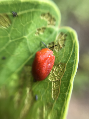 (Calyptocephala brevicornis)
