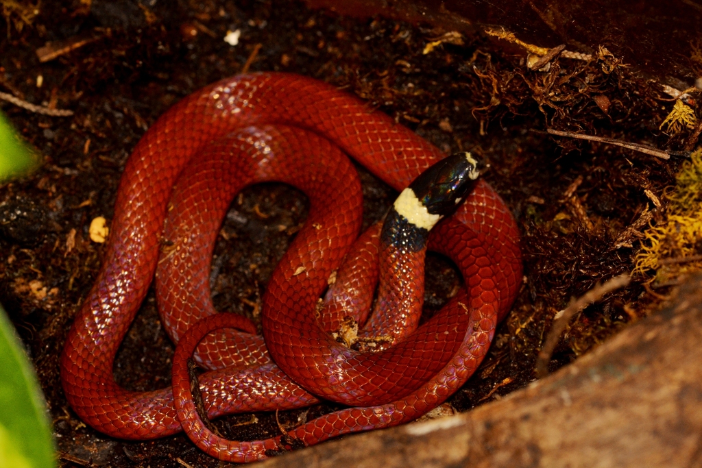 Culebra cabeza negra (Reptiles Cuetzalan) · iNaturalist