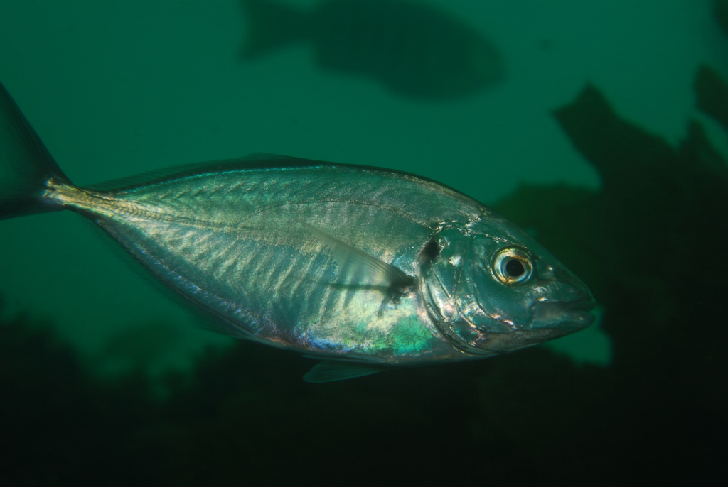 Skipjack trevally (Pseudocaranx wrighti) - Marine Life Identification