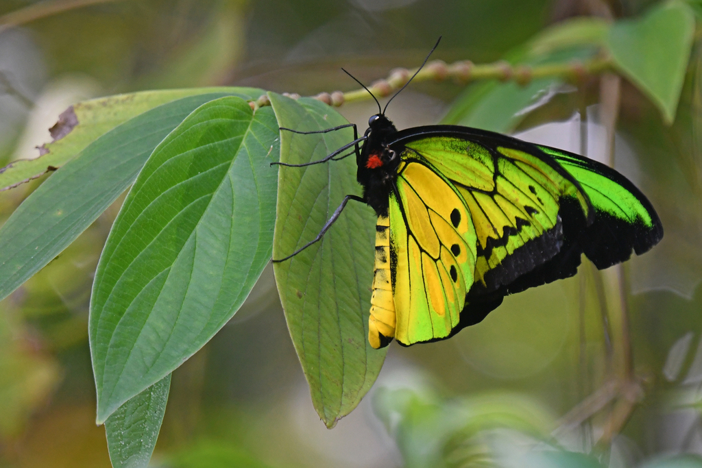 Goliath Birdwing from Central Maluku Regency, Maluku, Indonesia on ...