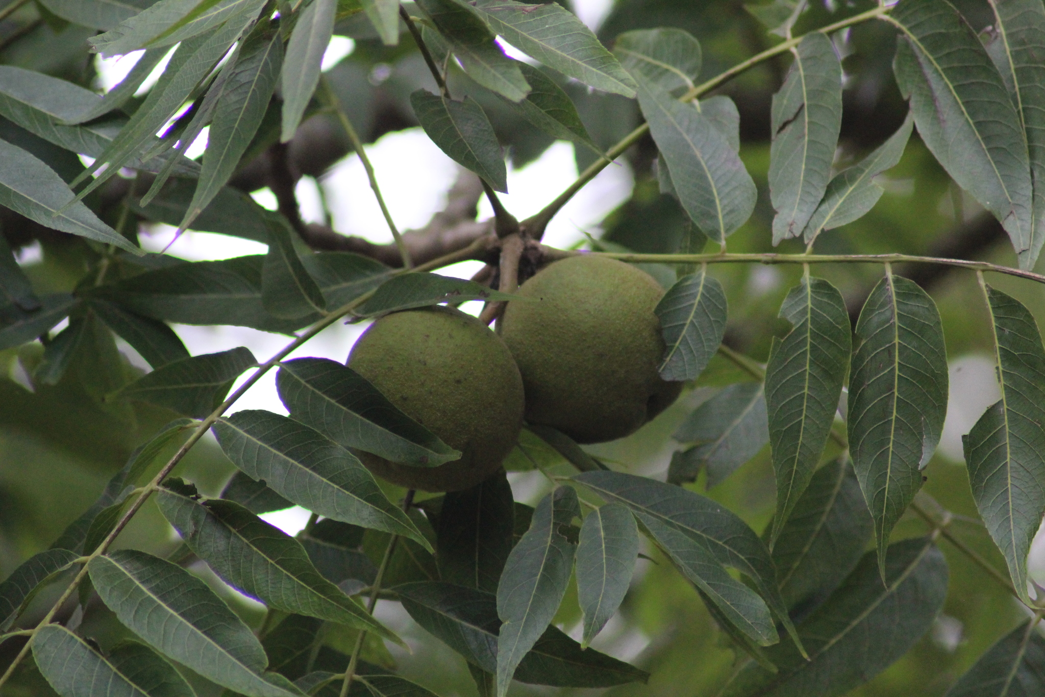 Juglans olanchana Standl. & L.O.Williams