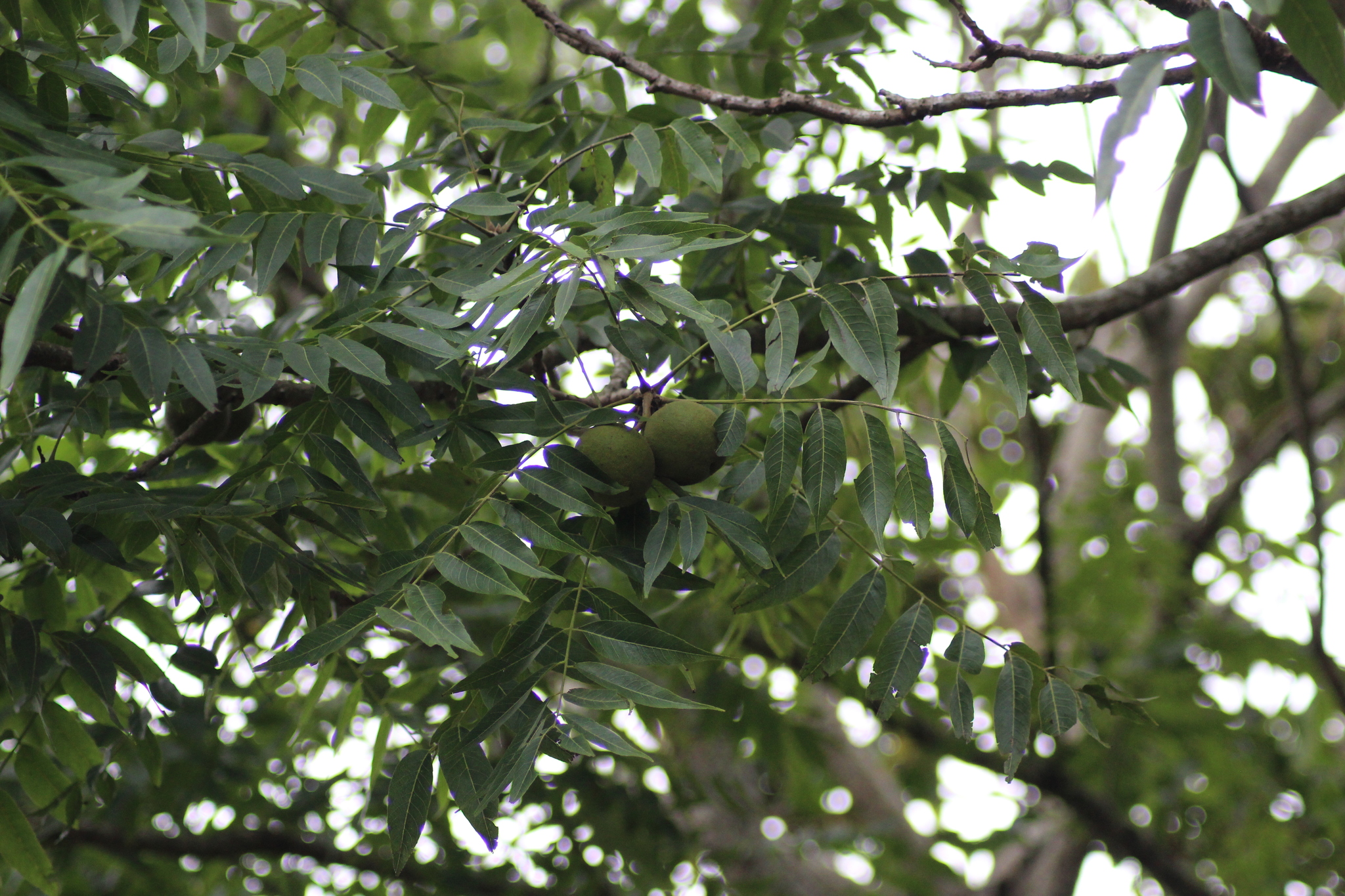 Juglans olanchana Standl. & L.O.Williams