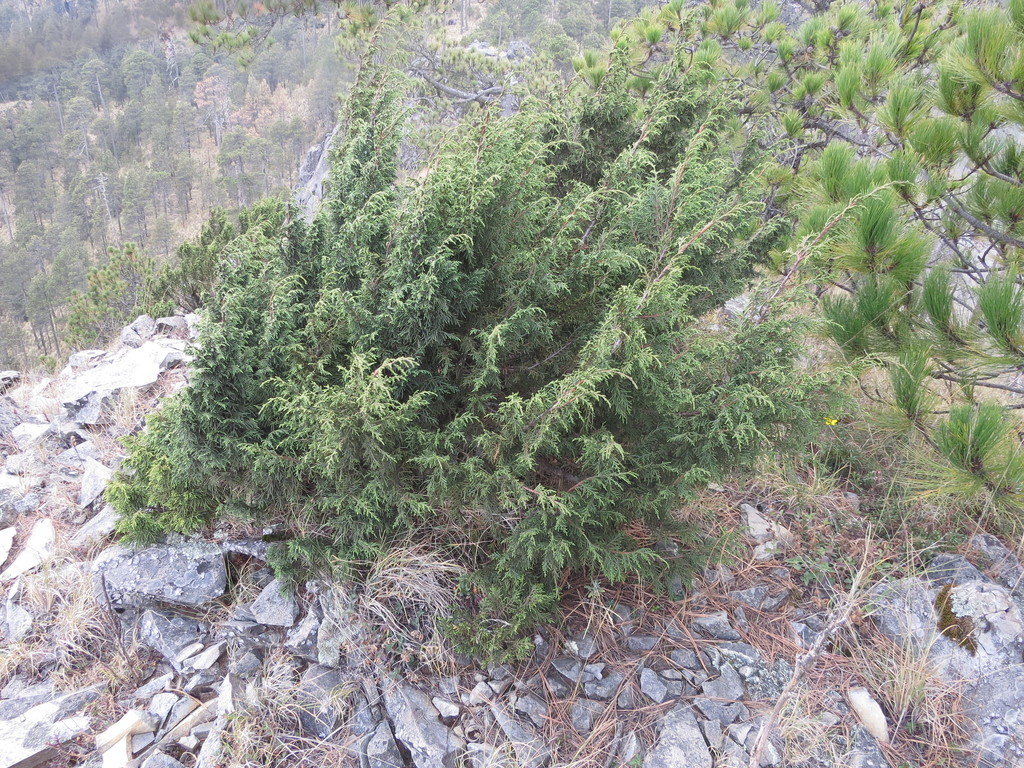 Mexican alpine juniper from Pico de Tancitaro, Tancítaro, MX-MC, MX on ...
