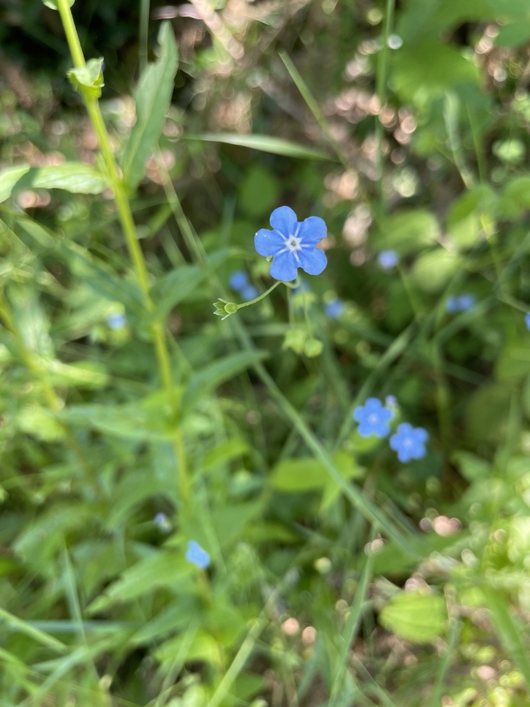 Omphalodes nitida from Miranda do Corvo, Miranda do Corvo, Coimbra, PT ...