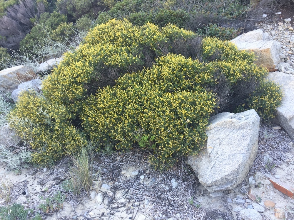 Yellow Kidney-Vetch from Sithonia, Karydi, Chalcidice, GR on June 5 ...