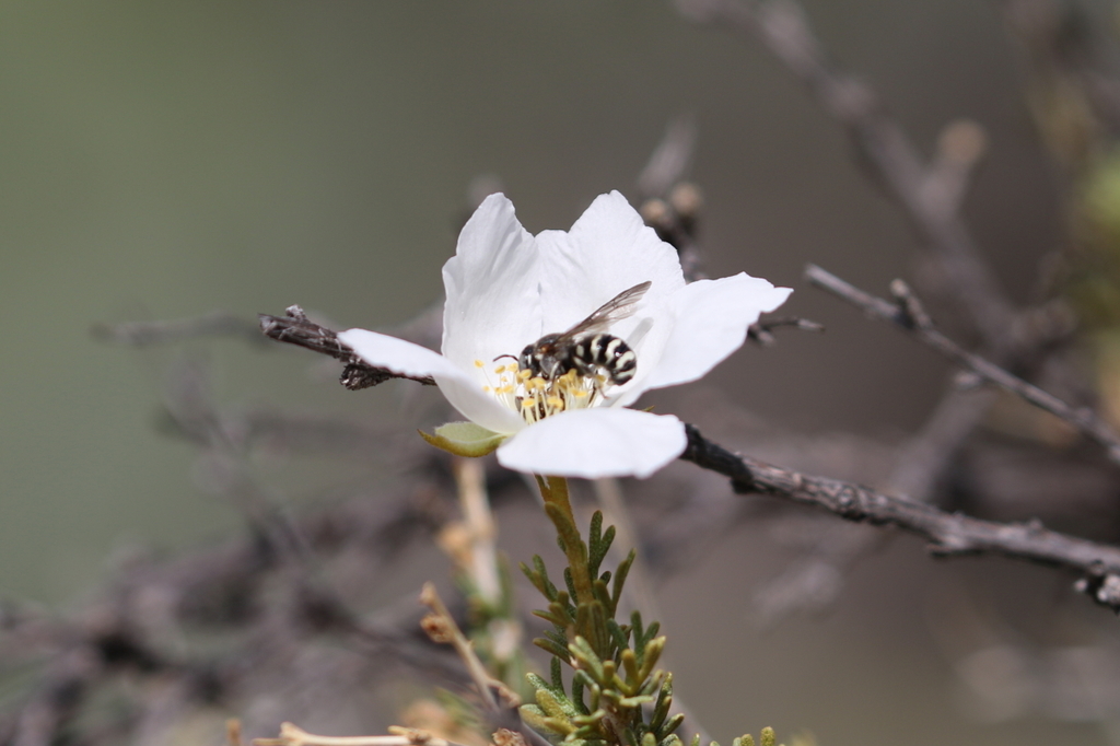 Bees from Brewster County, TX, USA on May 11, 2021 at 11:07 AM by ...