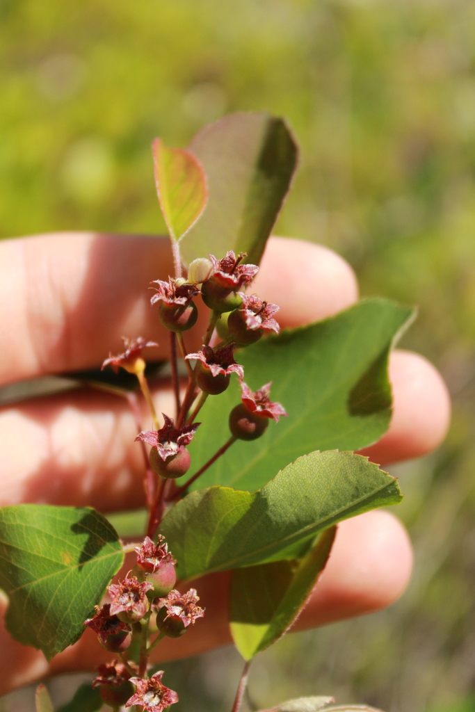Dwarf Serviceberry from Grant County, WV, USA on June 04, 2021 at 01:48 ...