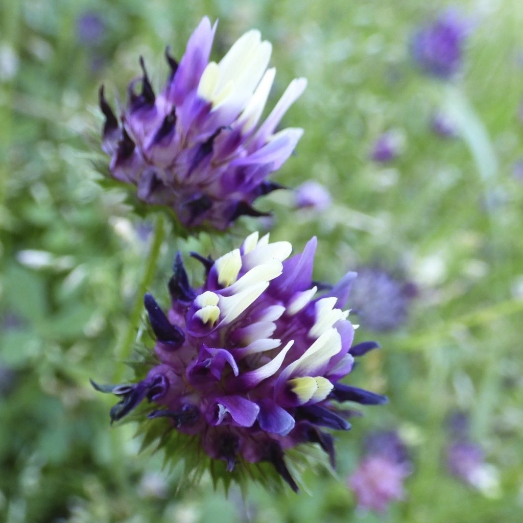 Gray's clover from Monterey County, CA, USA on March 27, 2015 at 04:09 ...