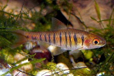 African Tiger Barb (Enteromius fasciolatus) - Marine Life Identification
