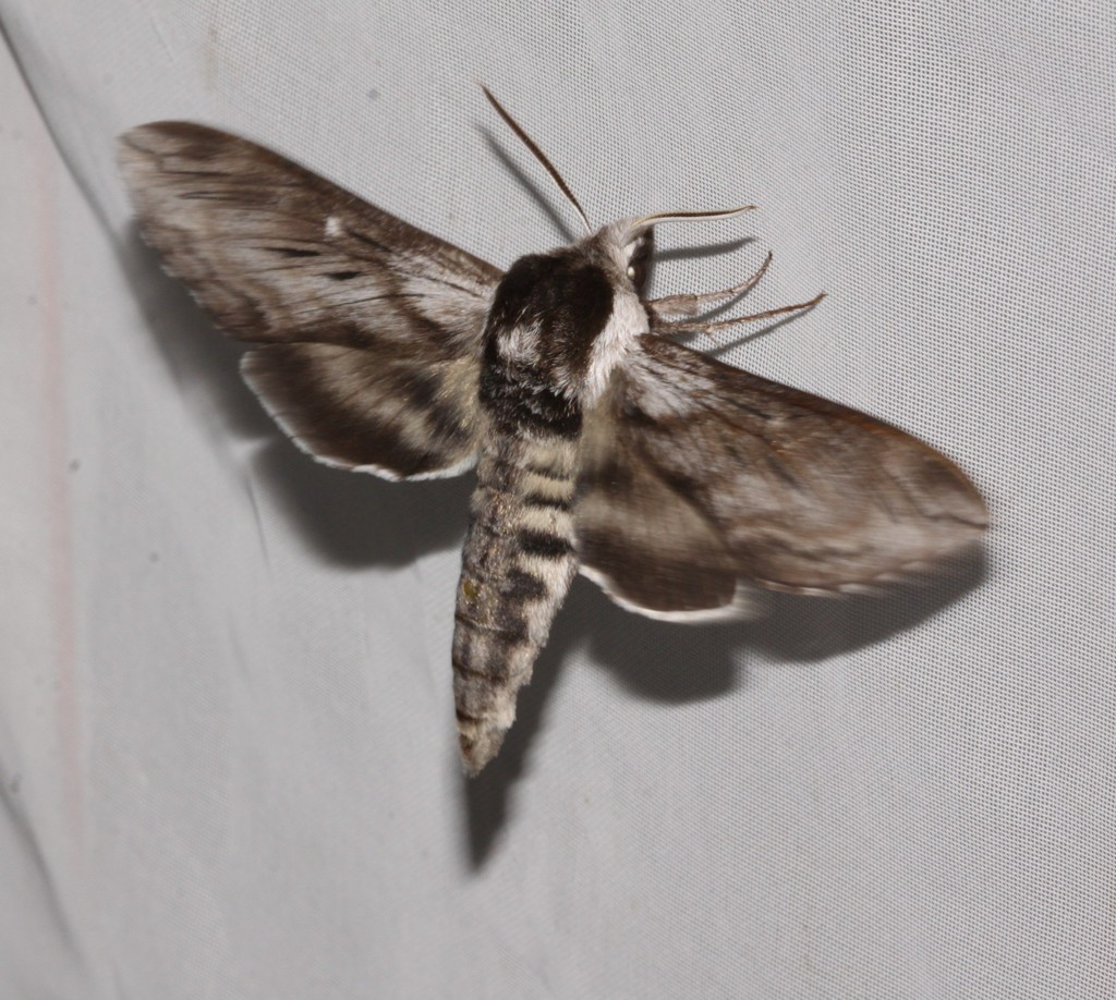 Northern Apple Sphinx from Pabos, 17 rue Baie-Bleue Le Rocher-Percé, QC ...