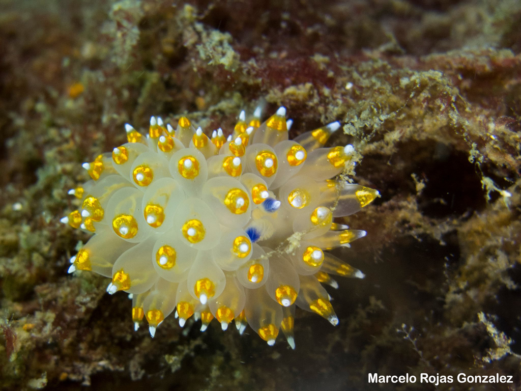 Janolus rebeccae from Bahia Inglesa on January 14, 2018 at 04:15 PM by ...