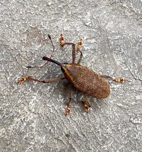 Cholus angustus · iNaturalist