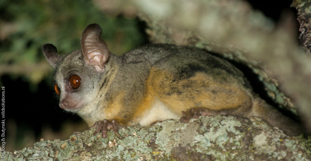 Northern Lesser Galago (Mammals of Kenya) · iNaturalist