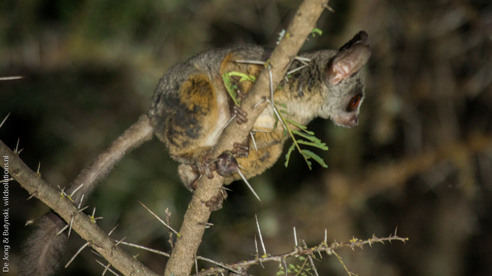 Northern Lesser Galago (Mammals of Kenya) · iNaturalist