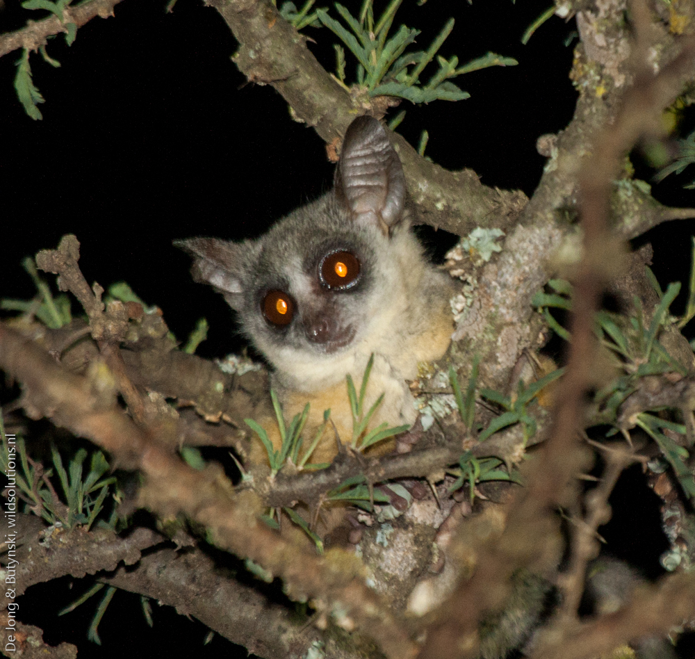 Northern Lesser Galago (Mammals of Kenya) · iNaturalist