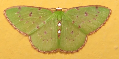 Lissochlora albocillaria · iNaturalist