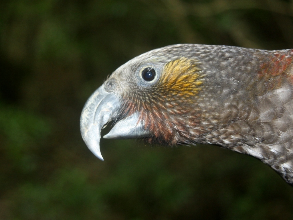 North Island Kākā from Valley view track, Zealandia, Wellington on ...