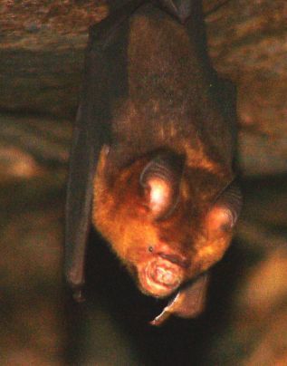 intermediate roundleaf bat from Gua Telingga cave on February 03, 2005 ...