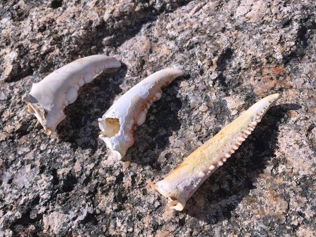 American Lobster from 871 Marlborough Woods, Halifax, NS, CA on ...