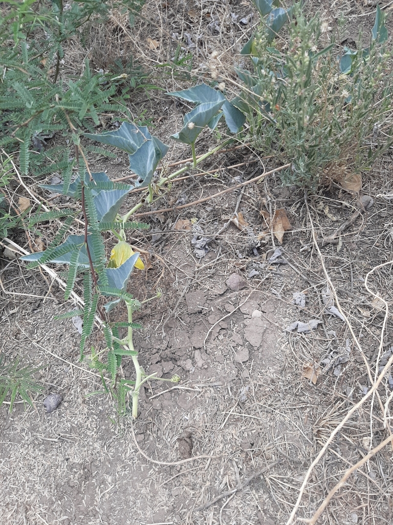 Buffalo Gourd from Sierra Vista, AZ 85650, USA on June 05, 2021 at 12: ...